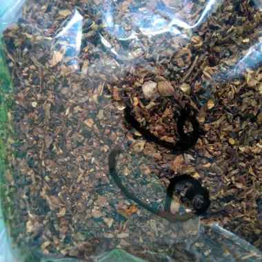 Jual Tembako Gudang Garam Termurah - Harga Grosir Terupdate Hari Ini ...