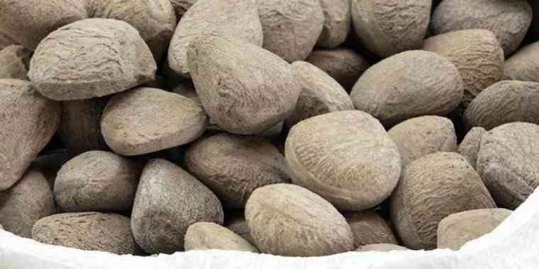 Jual Kluwek 500 Gr Termurah - Harga Grosir Terupdate Hari Ini | Blibli