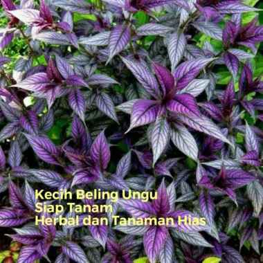 Jual Tanaman Biji Beling Original Murah - Harga Diskon Desember 2022 ...