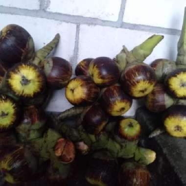 Jual Siwalan Semarang Termurah - Harga Grosir Terupdate Hari Ini | Blibli