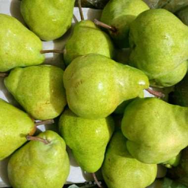 Jual Buah Pear Packham 1 Kg Termurah - Harga Grosir Terupdate Hari Ini ...