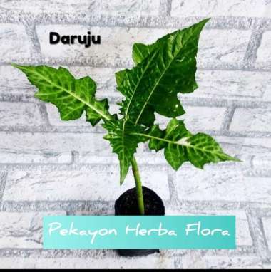Daun Daruju Lengkap Harga Terbaru Maret 2023 | Blibli