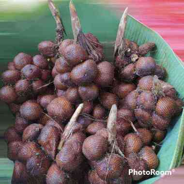 Jual Salak Bali Gula Pasir Murah - Update Harga Grosir Hari Ini | Blibli