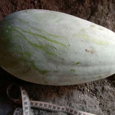 Labu Bligo Kundur Lengkap Harga Terbaru Desember 2022 | Blibli