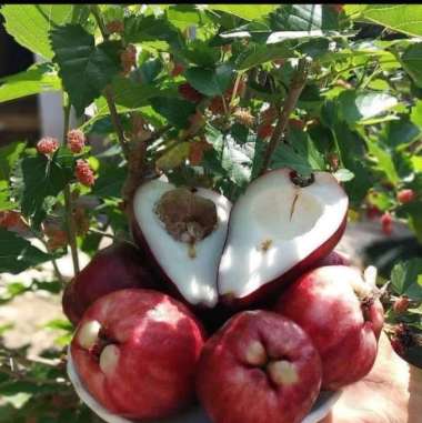 Jual Jambu Jamaika Merah 💯 Harga Murah & Kualitas Terbaik Juni 2026