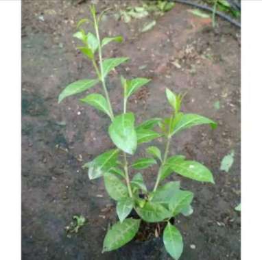 Daun Inai Lengkap Harga Terbaru Juni 2023 | Blibli