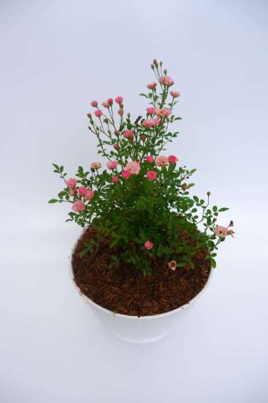 Jual Macam Macam Jenis Bunga Mawar Terbaik Mei 2022 - Harga Murah ...