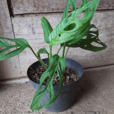 Jual Bibit Bunga Janda Bolong 💯 Harga Murah & Kualitas Terbaik Juni 2026