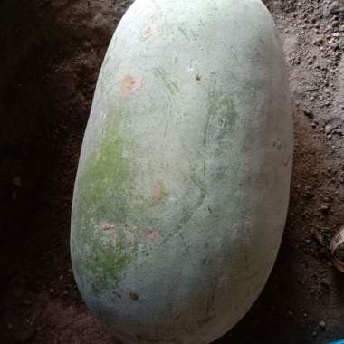 Labu Bligo Kundur Lengkap Harga Terbaru Desember 2022 | Blibli