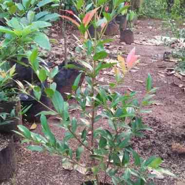 Pohon Pucuk Merah - Harga Agustus 2024 | Blibli
