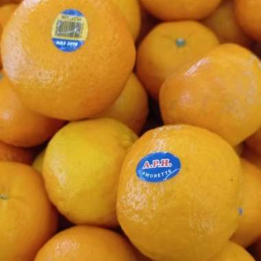 Jual Jeruk Wogan Mandarin Harga Grosir Juli 2024 - Blibli