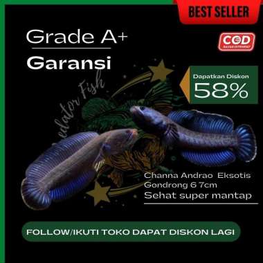 Jual Ikan Channa Andrao Gondrong Original Murah - Harga Diskon Oktober ...