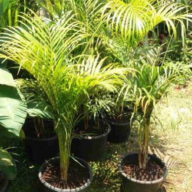 Jual Tanaman Hidup Palem Kuning Original Murah - Harga Diskon November ...