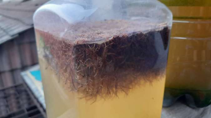 Jual Pupuk Organik Cair Spray Original Murah - Harga Diskon Mei 2023 ... Jual Pupuk Organik Cair Spray Original Murah - Harga Diskon Mei 2023 ...