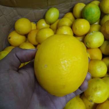 Jual Harga Jeruk Lemon Lokal Per Kg Bandung - Gratis Ongkir & Harga ...
