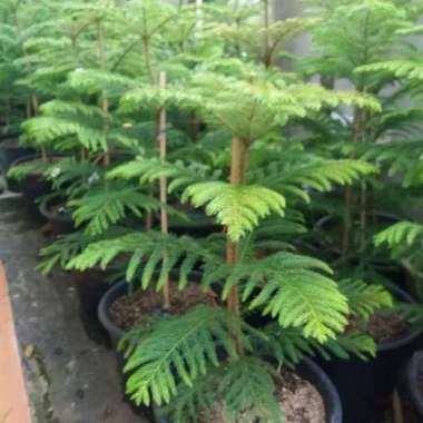 Jual Bibit Cemara Pentris Original Murah - Harga Diskon Desember 2022 ...