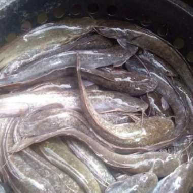 Harga Lele Segar 1 KG Terbaru Jan 2026 | BigGo Indonesia