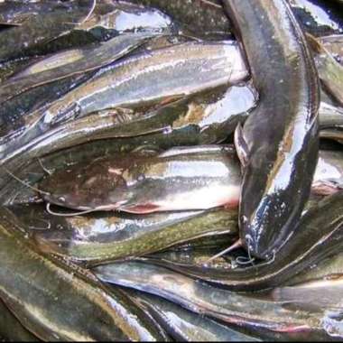 Jual Ikan Lele Per Kg Termurah - Harga Grosir Terupdate Hari Ini | Blibli