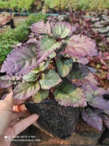 Jual Getih Jawa Original Murah - Harga Diskon April 2023 | Blibli.com