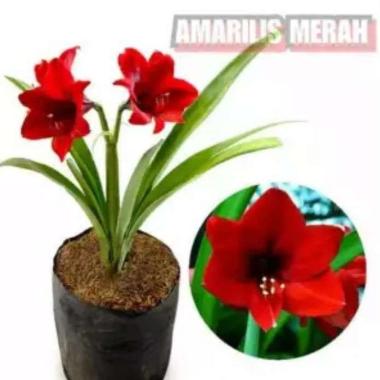 Jual Daun Bunga Bakung 💯 Harga Murah & Kualitas Terbaik Juni 2026