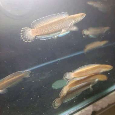 Jual Ikan Channa Andrao Gondrong Original Murah - Harga Diskon Oktober ...