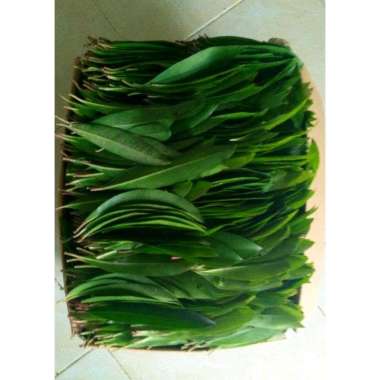 Jual Manfaat Daun Lempeni Original Murah - Harga Diskon April 2023 ...