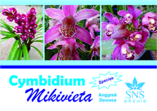 Jual Tanaman Anggrek Species Original Murah - Harga Diskon Mei 2023 ...