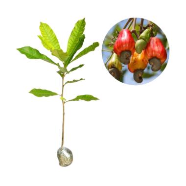 Jual Pohon Jambu Hutan Original Murah - Harga Diskon Desember 2023 ...