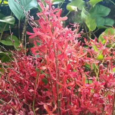 Jual Bunga Anggrek Kalajengking Original Murah - Harga Diskon Desember ...