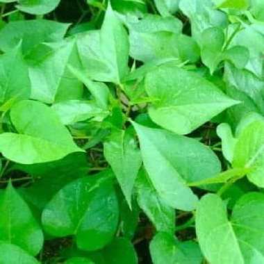 Jual Ubi Rambat 1 Kg Terbaru - Harga Promo Oktober 2023 | Blibli