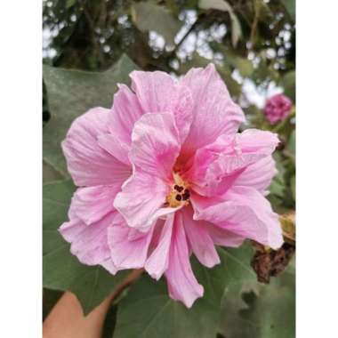 Jual Bunga Waru Landak Original Murah - Harga Diskon Januari 2024 ...