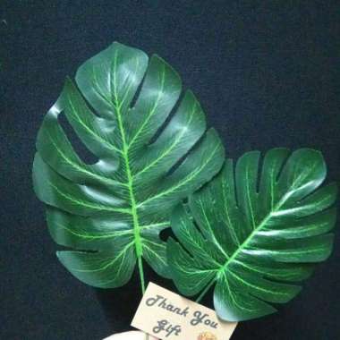 Jual Daun Monstera Besar Original Murah - Harga Diskon Desember 2022 ...