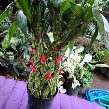 jenis tanaman hias bambu jepang - William Ellison