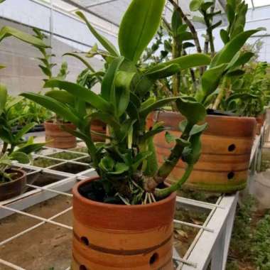 Harga Dendrobium Terbaru Januari 2024 |BigGo Indonesia