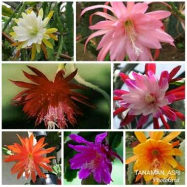 Jual Bunga Hidup Terbaru - Harga Murah | Blibli.com