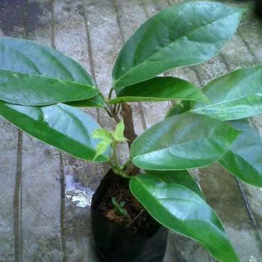 Jual Daun Cincau Hijau 💯 Harga Murah & Kualitas Terbaik Juni 2026