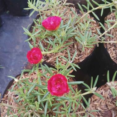 Jual Jenis Tanaman Krokot Original Murah - Harga Diskon Desember 2022 ...