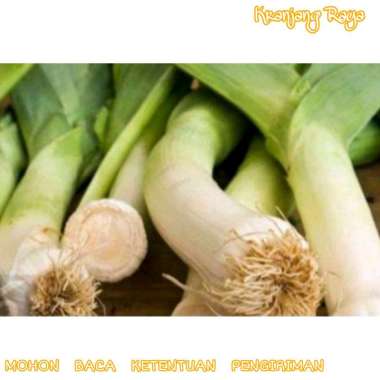 Jual Daun Batang Besar Original Murah - Harga Diskon Maret 2023 ...