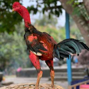 Jual Ayam Ganoi Original Murah - Harga Diskon April 2023 | Blibli.com