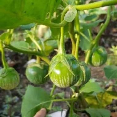 Jual Pohon Tanaman Buah Terong Hijau Bulat Original Murah - Harga ...
