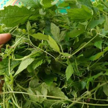 Jual Daun Pare Segar Original Murah - Harga Diskon Desember 2022 ...