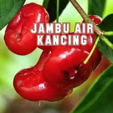 Jual Jambu Air Kancing Original Murah - Harga Diskon April 2023 ...