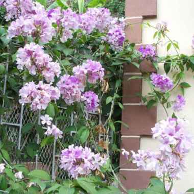 Jual Tanaman Garlic Vine Original Murah - Harga Diskon April 2023 ...