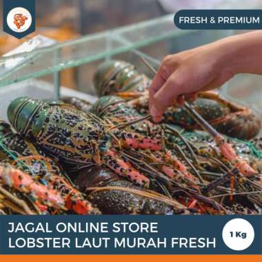 Jual Lobster 1 Kg Original Murah - Harga Diskon September 2023 | Blibli.com
