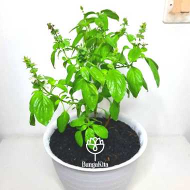 Jual Bunga Mawar.com Tapak Dara Vinca Pink Fanta Tanaman di Seller ...