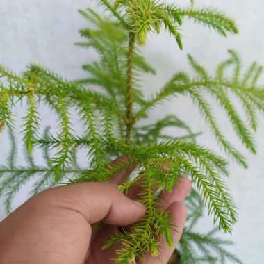 Jual Tanaman Pohon Cemara Original Murah - Harga Diskon November 2022 ...