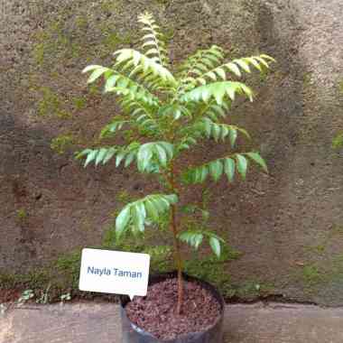 Jual Pohon Daun Kari Original Murah - Harga Diskon Oktober 2023 ...