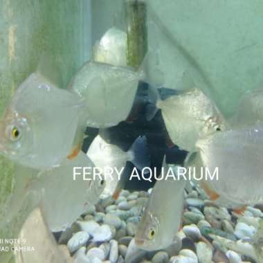 Jual Ikan Silver Dollar Original Murah - Harga Diskon Maret 2023 ...