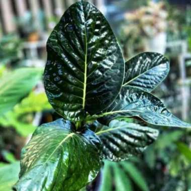 Sirih Hitam - Harga Juli 2022 | Blibli