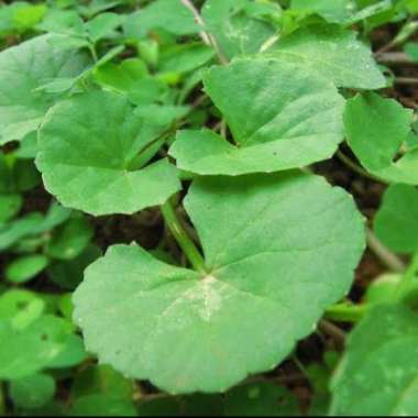 Daun Antanan Lengkap Harga Terbaru Juni 2022 | Blibli